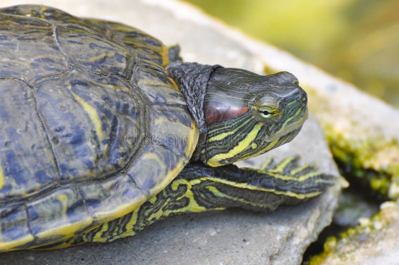 Turttle Head Stock Photos - Free & Royalty-Free Stock Photos from ...