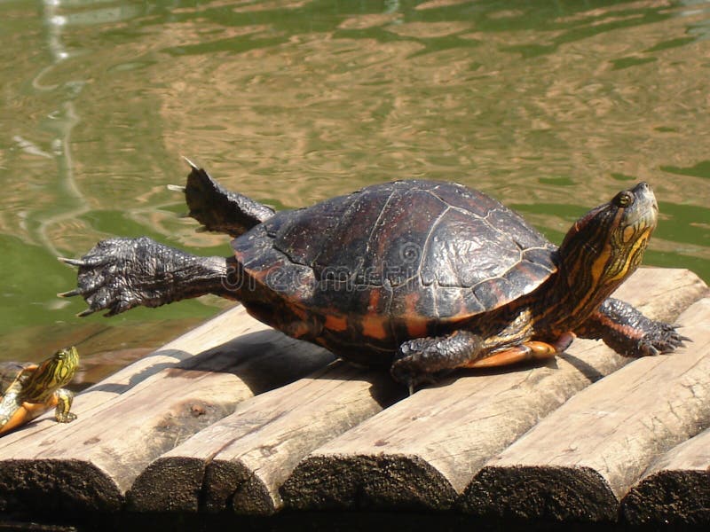 Turttle stock image. Image of animal, vain, lazy, turttle - 51540313