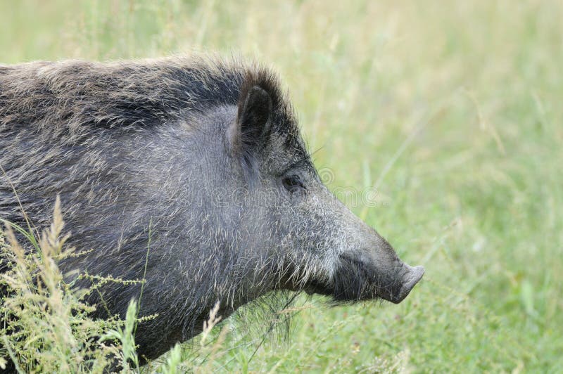 Tuscan Boar stock image. Image of hunt, pork, boar, cinghiale - 14936607