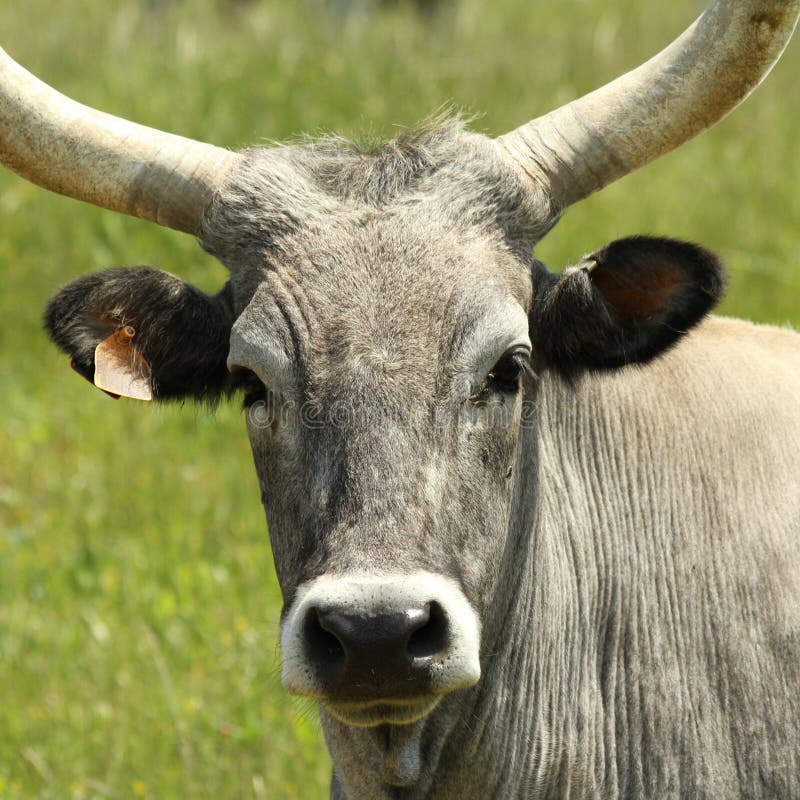 Tuscan Bull stock photo. Image of italy, galleria, european - 21808628
