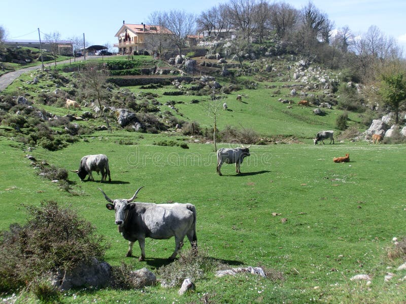 Tuscan Bull stock photo. Image of italy, galleria, european - 21808628