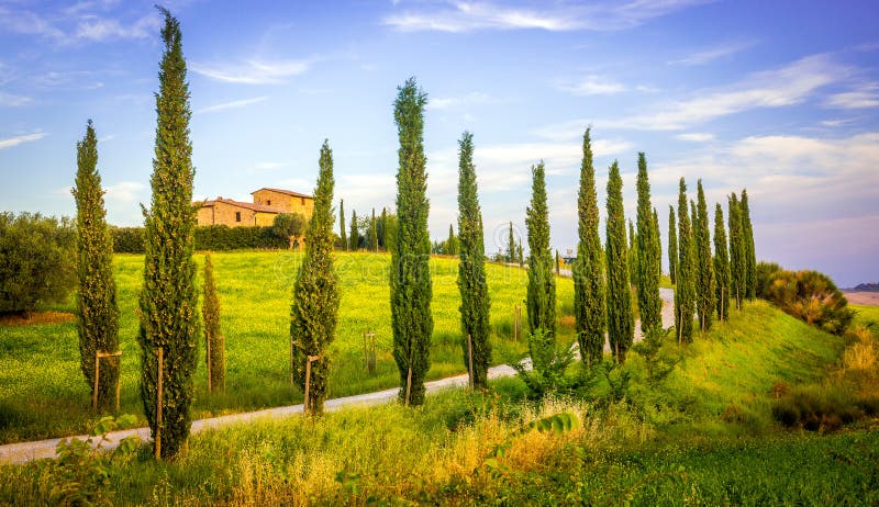 Tuscan cypress stock image. Image of countryside, italian - 60264497