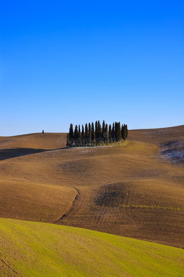 Tuscan Cypress Trees. Val D Orcia Near Siena. Stock Image - Image of ...