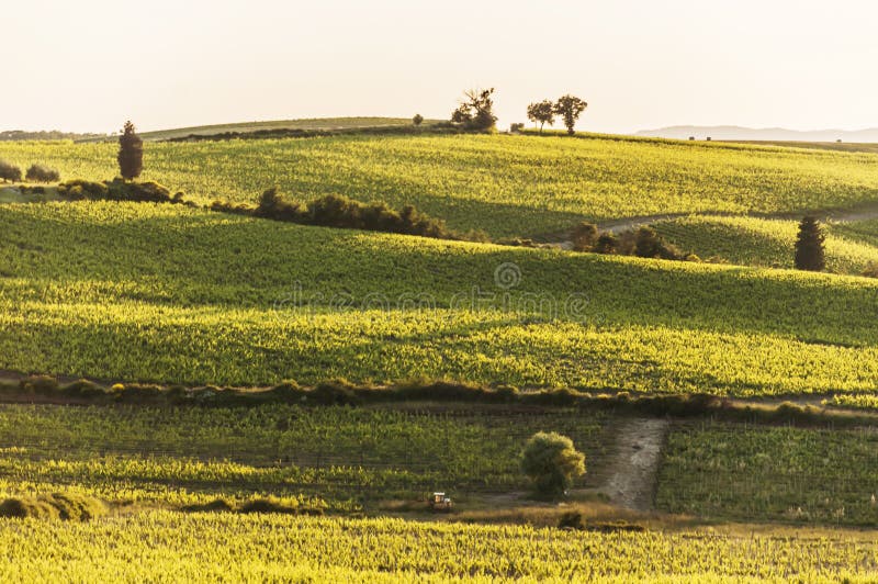 Tuscan field stock photo. Image of landscape, summer - 32298028