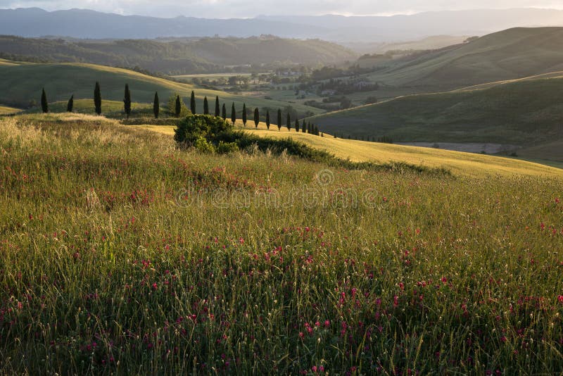 Tuscan Field stock photo. Image of sunset, beautiful - 77570008