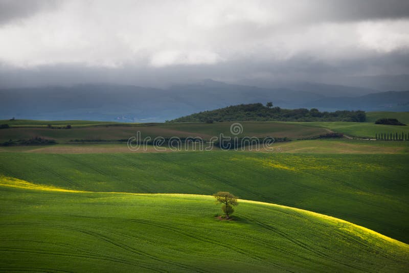 Tuscan fields stock photo. Image of bright, meadows, tree - 25708302