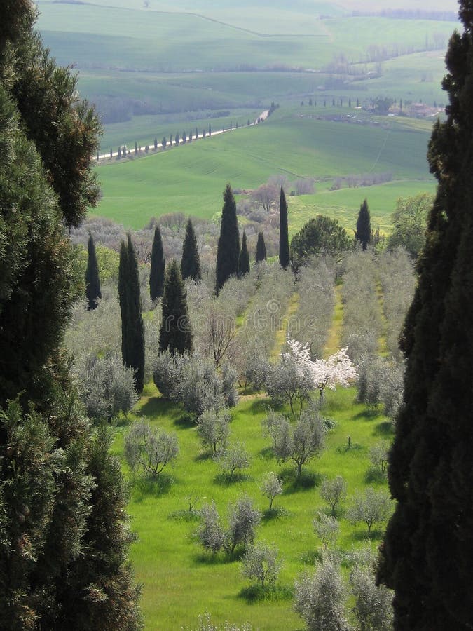 Tuscan hillside, Italy stock photo. Image of green, travel - 2281148