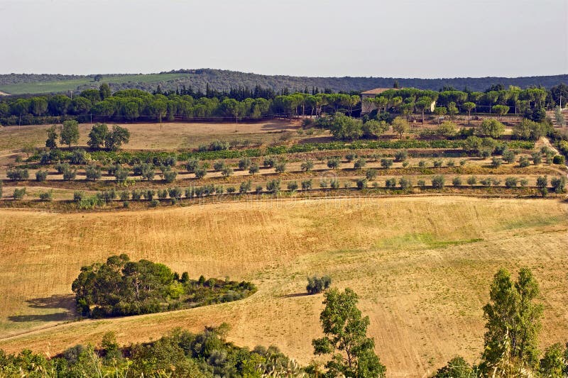 Tuscan Hillside with Olive Trees Stock Image - Image of daylight, land ...