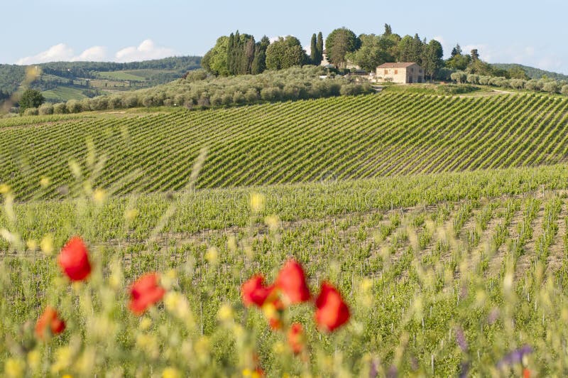 Tuscan landscape stock image. Image of siena, field, meadow - 25218749