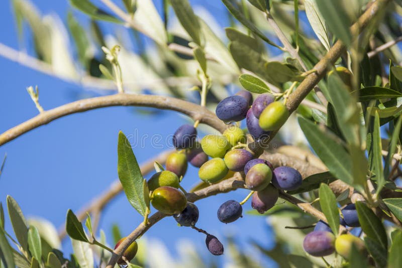 Tuscan Olive Trees and Landscape Fields in the Area of Florence Stock ...