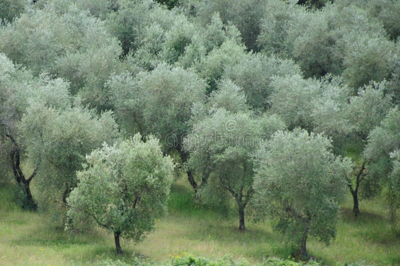 Tuscan Olive Trees stock photo. Image of farming, famous - 94131994
