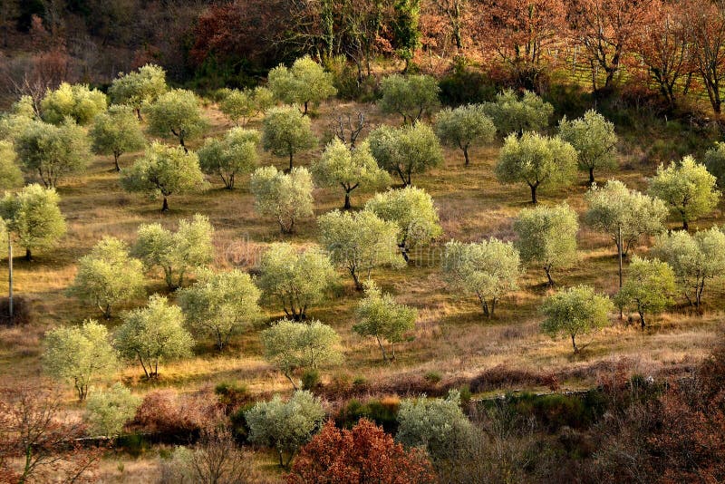 Tuscan Olive Trees and Landscape Fields in the Area of Florence Stock ...