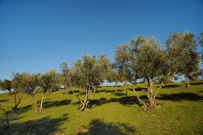 Tuscan Olive Trees and Landscape Fields in the Area of Florence Stock ...
