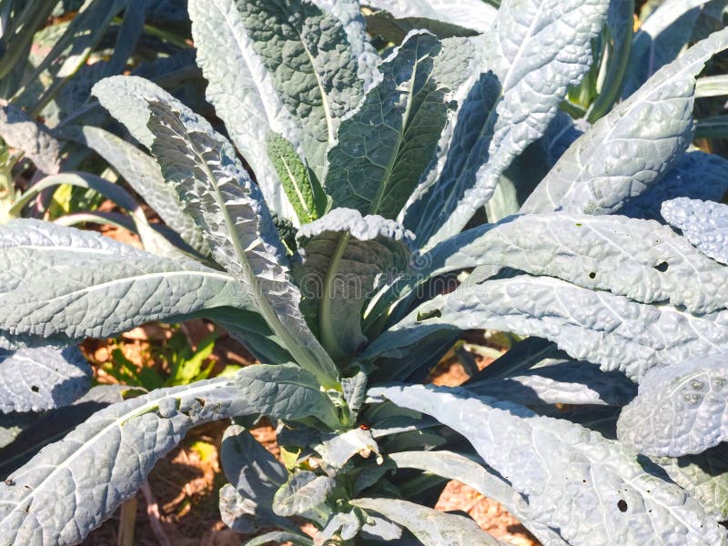 Tuscan Palm Cabbage Brassica Oleracea in a Field in a Garden Stock ...