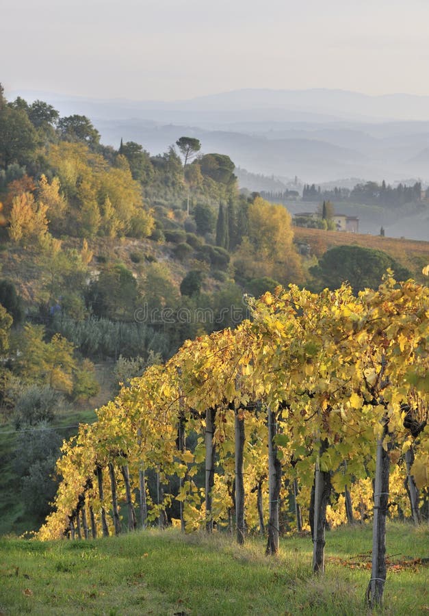 Tuscan Vineyard in Autumn stock image. Image of beautiful - 11685523
