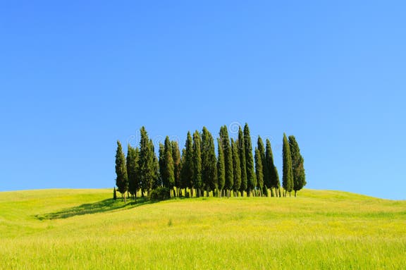 Tuscany forest stock photo. Image of meadow, hill, tree - 15559616