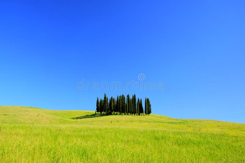 Tuscany forest stock photo. Image of farmland, field - 35445012