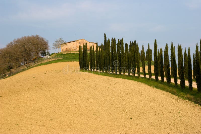Tree lined road in Tuscany stock image. Image of pines - 33327703