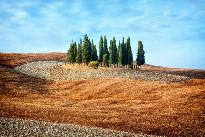 Tuscany Landscape - Cypress Grove Stock Photo - Image of landscape ...