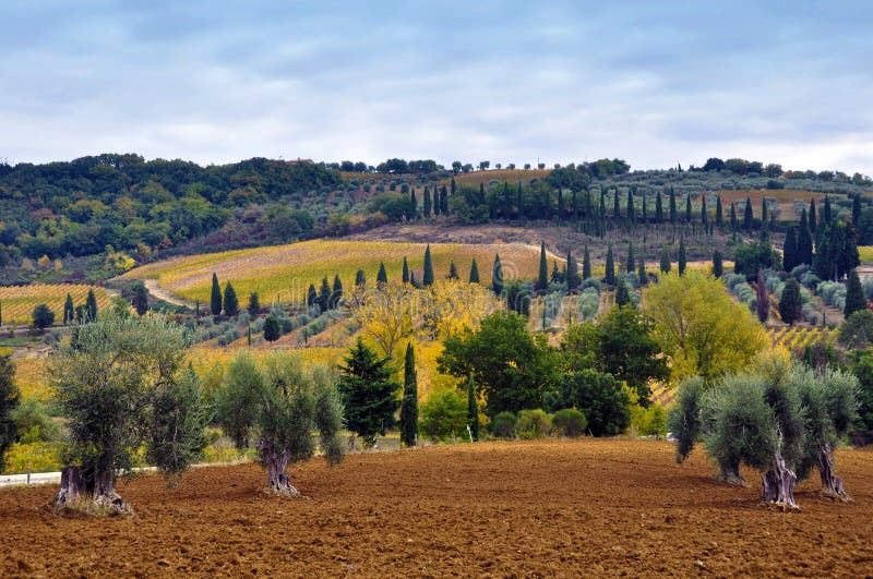 Tuscany landscape - Italy stock photo. Image of cypresses - 22023306