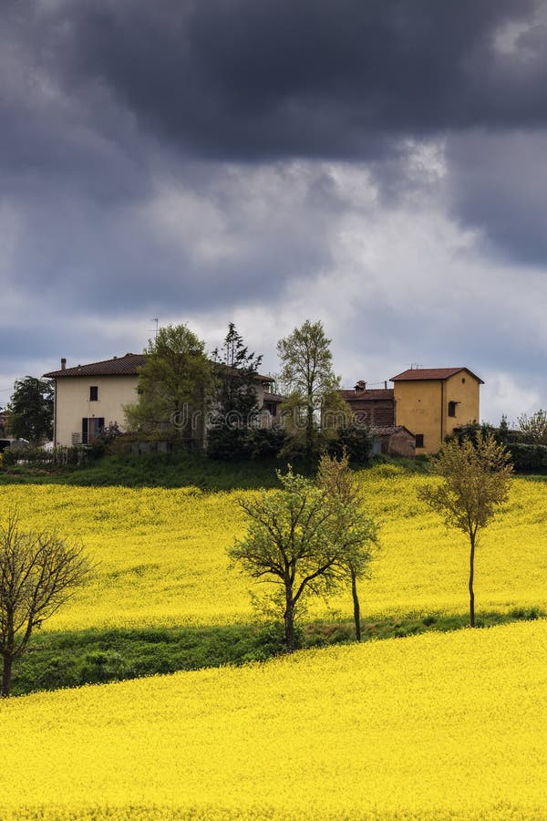 Tuscany landscape stock photo. Image of field, yellow - 78032794