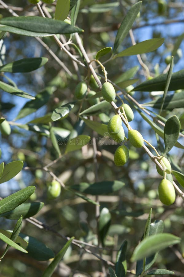 Tuscany olive tree stock photo. Image of olive, toscana - 60386068