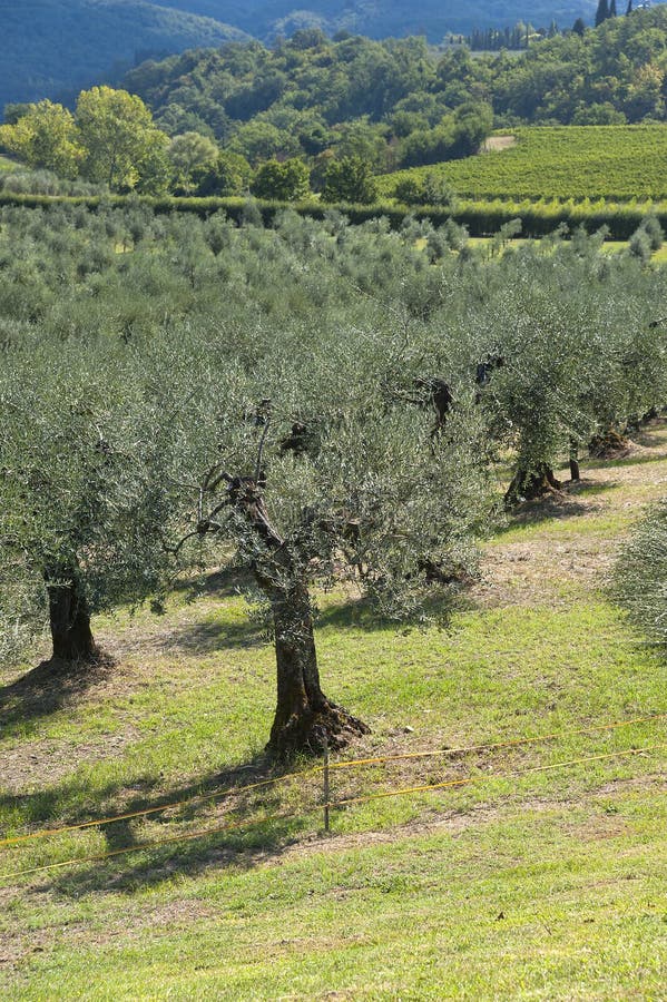 Tuscany olive tree stock photo. Image of olive, toscana - 60386068