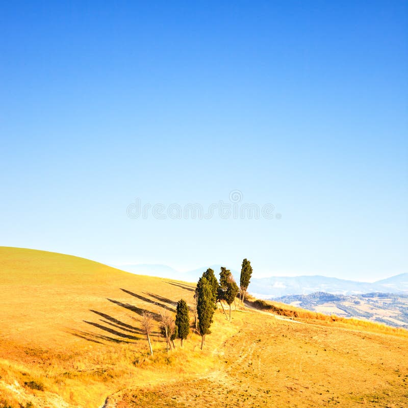 Tuscany, Rural Landscape. Cypress Trees in a Row Stock Photo - Image of ...