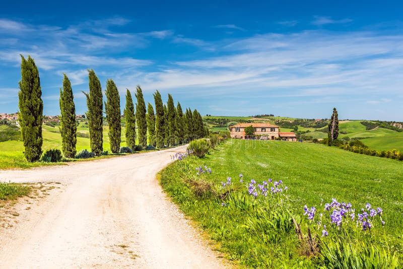 Tuscany at spring stock photo. Image of cypress, field - 41377392