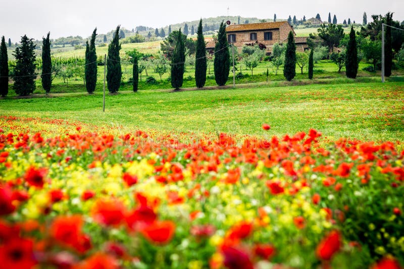 Tuscany, spring landscape stock image. Image of scenics - 90375445