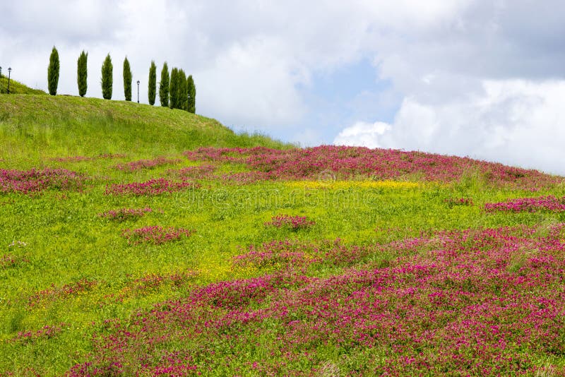 Tuscany - Typical Landscape Stock Image - Image of outdoors ...