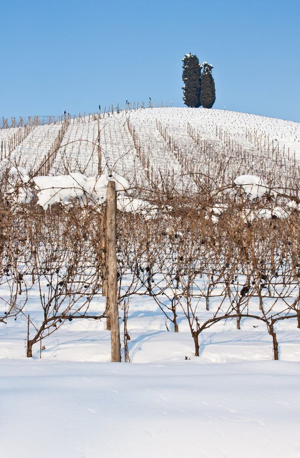 Vineyards Rows Covered by Snow in Winter at Sunset. Chianti, Siena ...