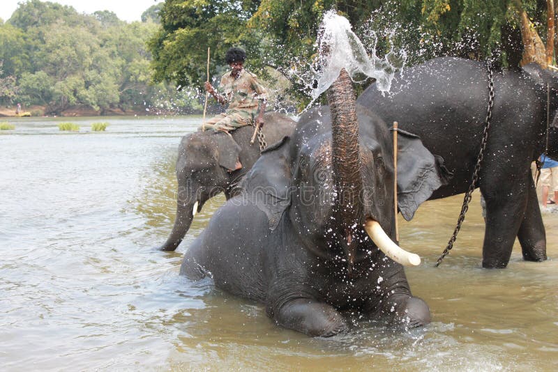 The Tusker editorial photo. Image of tusker, majesty - 65155676