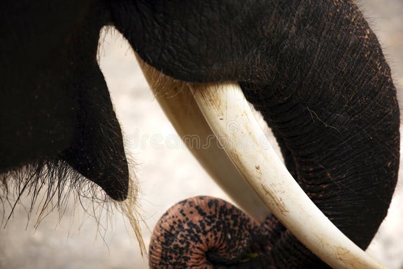 Tusks of the elephant stock image. Image of skin, africa - 29769599