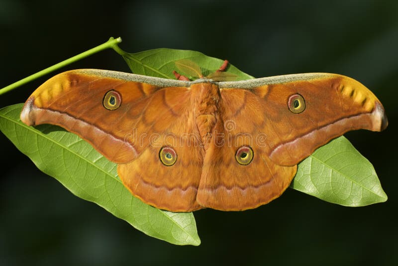 Tussar silk moth stock photo. Image of close, color, light - 19093288
