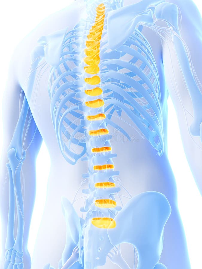 Tussenwervelschijven stock illustratie. Illustration of cervicaal ...
