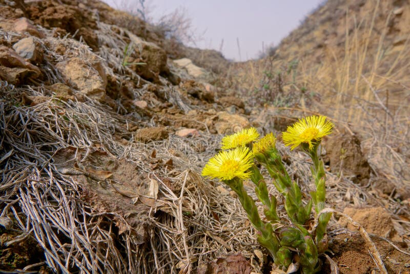 Tussilago farfara stock photo. Image of farfara, early - 238016072