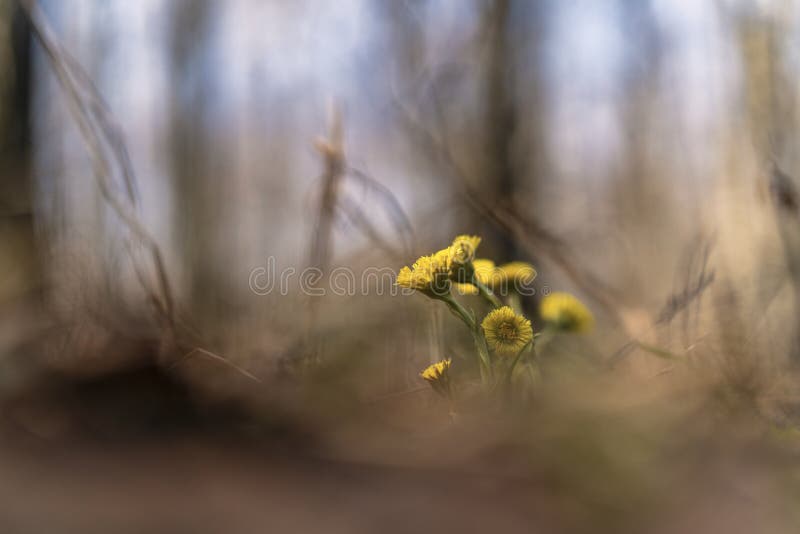Tussilago Farfara, Commonly Known As Coltsfoot is a Plant in the ...