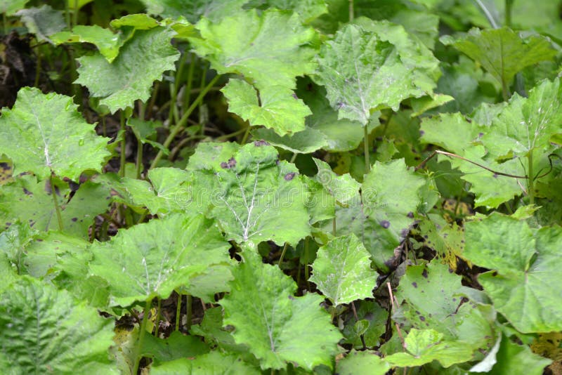 Tussilago Farfara Grows in Nature Stock Photo - Image of homeopathic ...