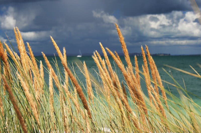 Tussock Grass at Stormy Beach Stock Photo - Image of clouds, grey: 4328860
