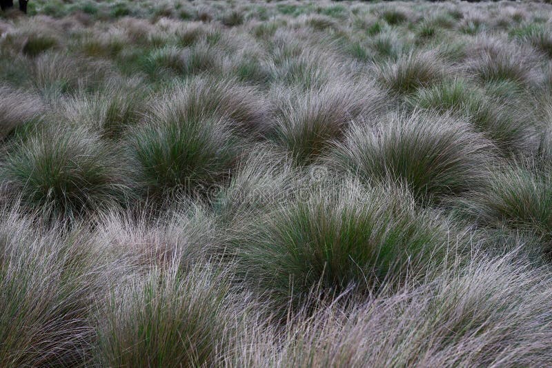 526 Tussock Grassland Stock Photos - Free & Royalty-Free Stock Photos ...