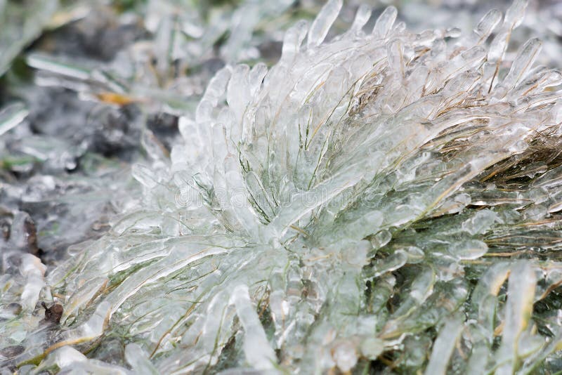 Tussock Icy Grass on a Winter Day Stock Photo - Image of winter, brown ...