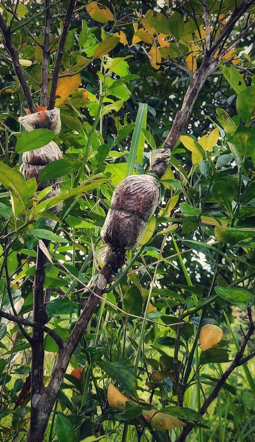 Tut Principal Stock Photos - Free & Royalty-Free Stock Photos from ...