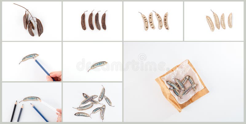 Tutorial, Creative Transformation Natural Seed Pods into Miniature Fish ...