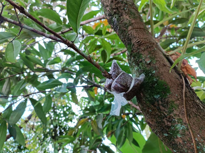 Tutorial on How To Graft, Vegetative Propagation of Plants Stock Image ...