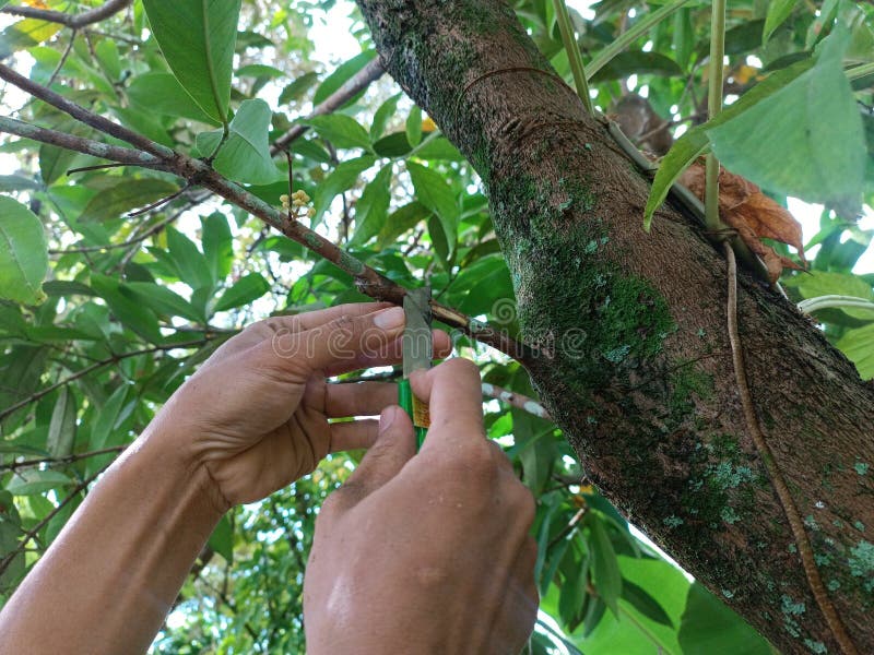 Tutorial on How To Graft, Vegetative Propagation of Plants Stock Photo ...