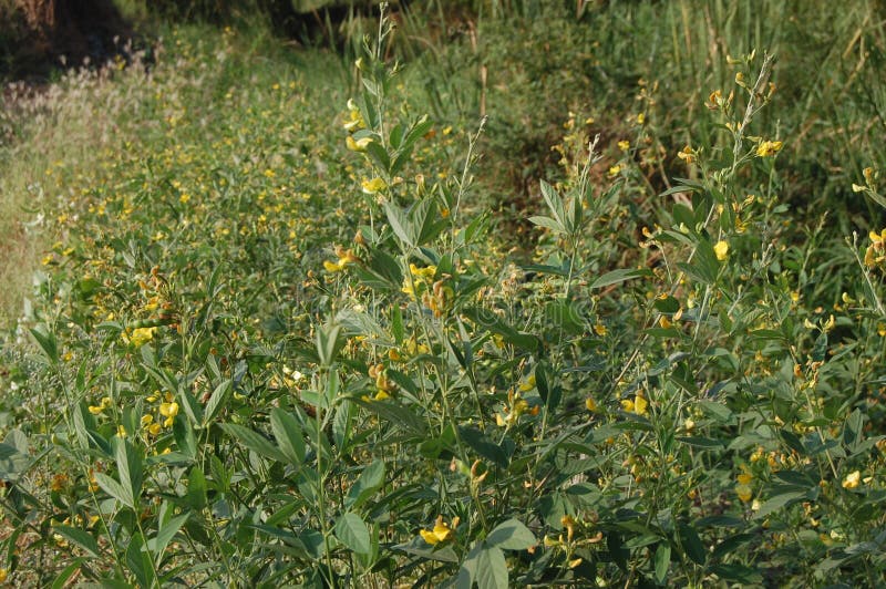 This is Tuvar Plant Its Vegetable is Made Stock Image - Image of food ...