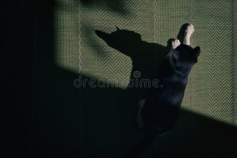 A Tuxedo Black-and-white Cat Stock Photo - Image of kitty, blanket ...