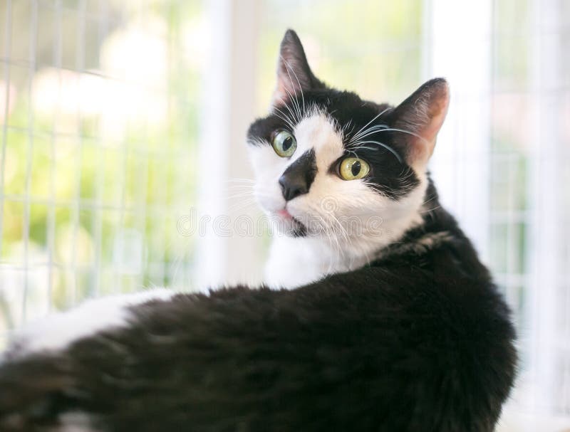 A Tuxedo Cat Looking Over Its Shoulder Stock Photo - Image of cute ...