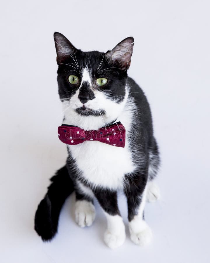 White cat wearing bow tie stock image. Image of cute - 10310243